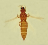 Order Thysanoptera - Thrips | Department of Entomology | Nebraska