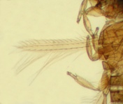 Order Thysanoptera - Thrips | Department of Entomology | Nebraska