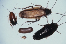 Insects with Gradual Metamorphosis | Department of Entomology | Nebraska