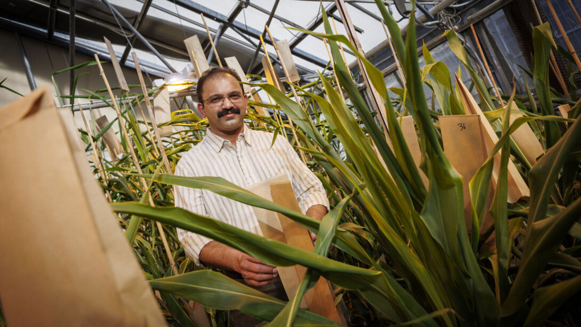 Research Programs | Department of Entomology | Nebraska