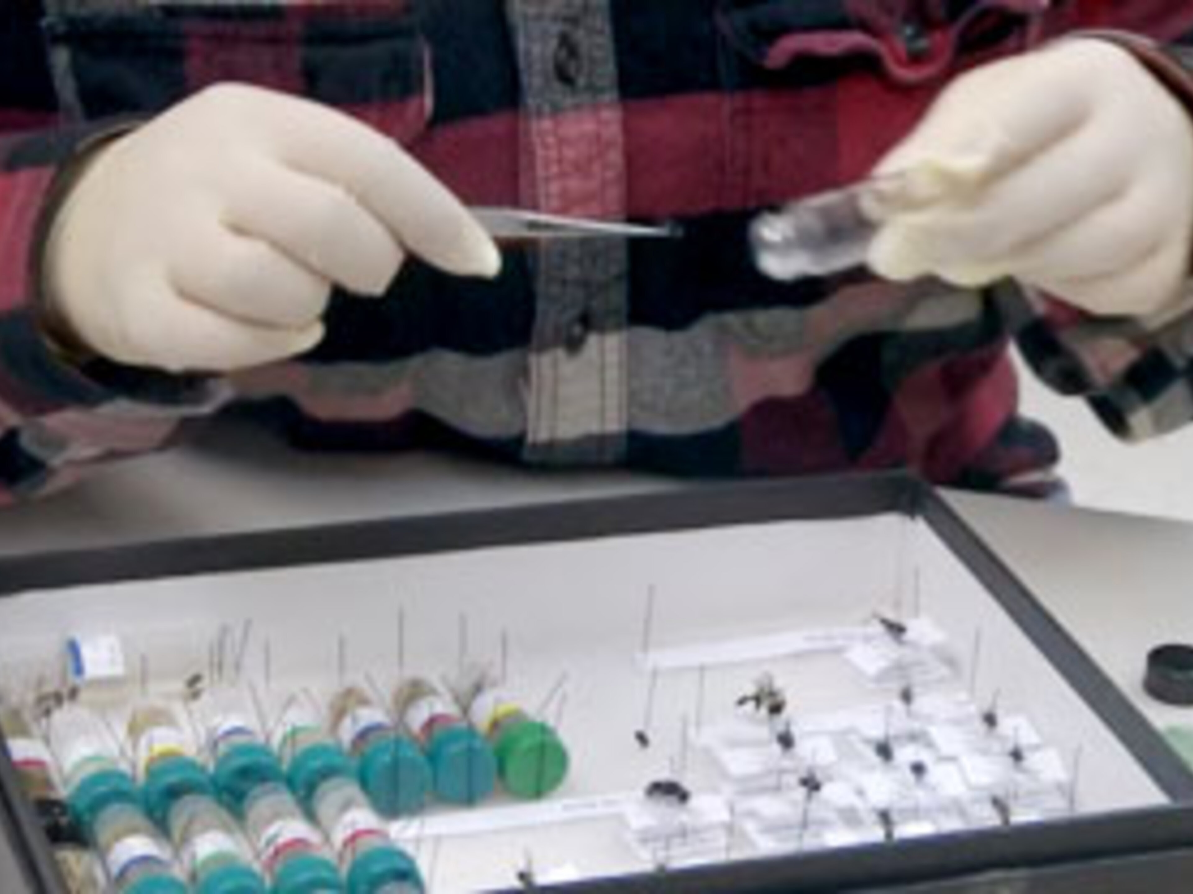 Graduate Programs | Department of Entomology | Nebraska